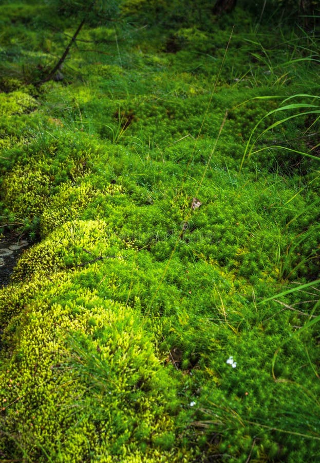 Lawn of Fresh Green Moss in the Forest Stock Image - Image of green ...