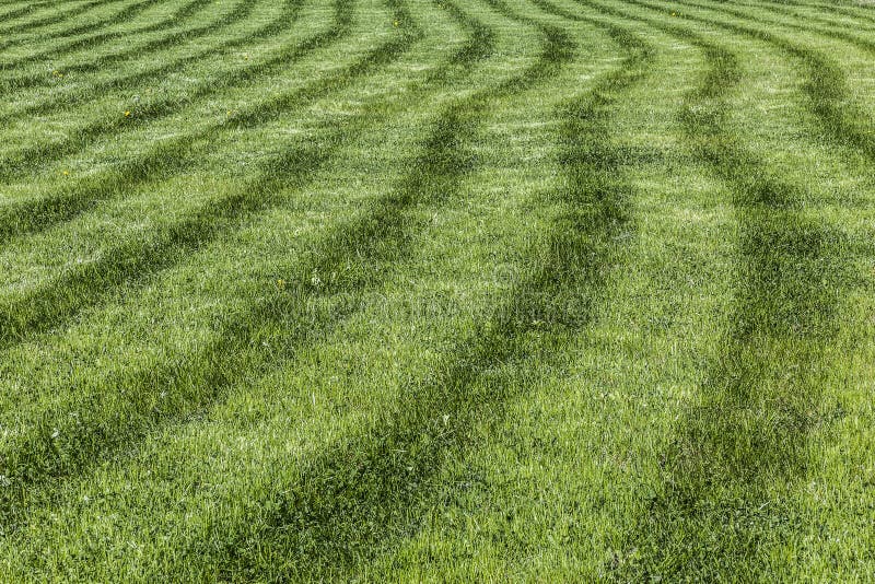 Lawn with Freshly Cut Grass Stock Photo - Image of texture, pattern ...