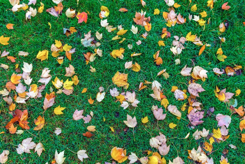 Lawn Full of Autumn Leaves stock image. Image of mulch - 82197963