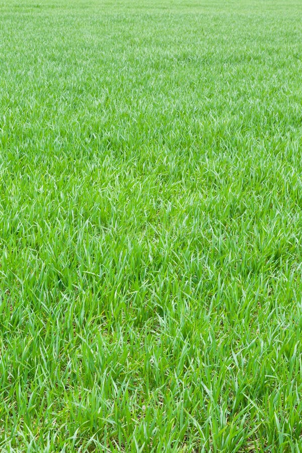 Healthy grass stock photo. Image of growing, close, back - 1306566