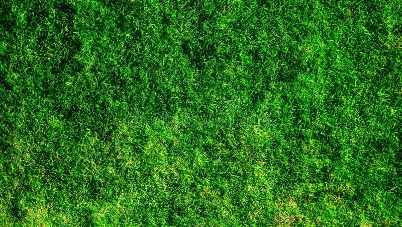 Lawn Grass Bright Green Background Summer Wallpaper Stock Image - Image of green, lush: 277818029
