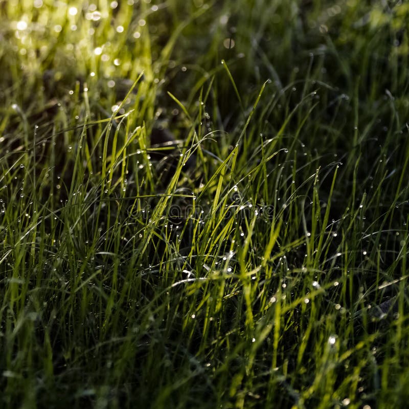 Lawn grass closeup stock image. Image of wheatgrass - 275116809