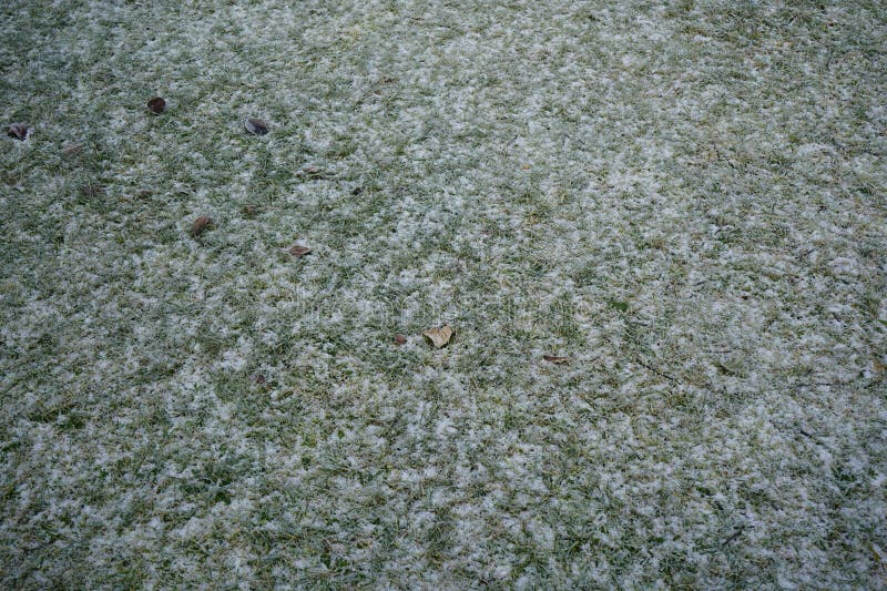 Lawn Grass Covered Snow December Garden Berlin Germany Stock Photos ...