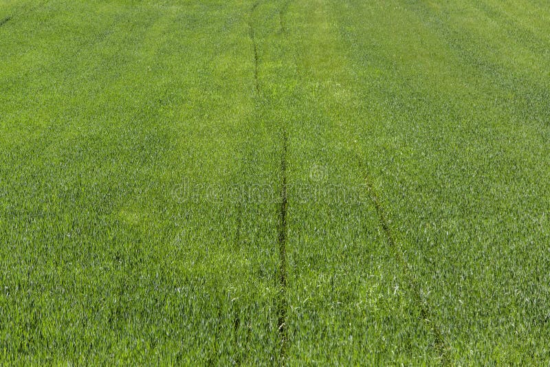 Lawn grass cut stock photo. Image of field, carpet, meadow - 246869832