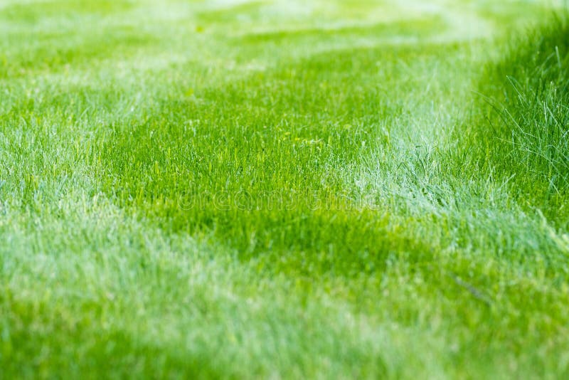 Lawn stripes stock photo. Image of shrubbery, relax, nature - 3169872