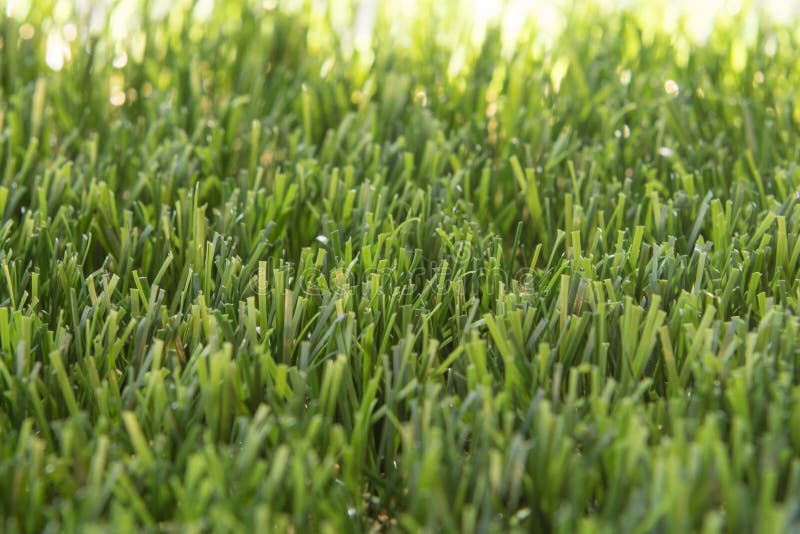 Lawn grass with sunlight stock image. Image of park - 130043305