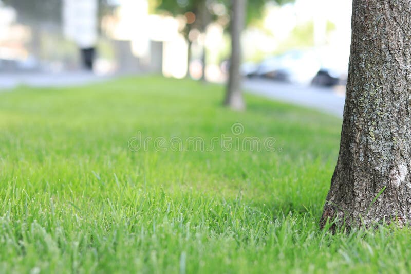 Lawn with Grass in an Urban Area. a Row of Trees, a Grassy Lawn, a Path ...
