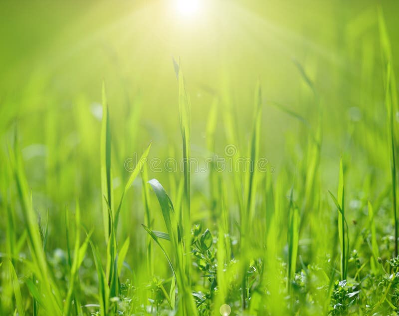 Lawn with Green Lush Grass in the Park on a Spring Day Stock Image ...