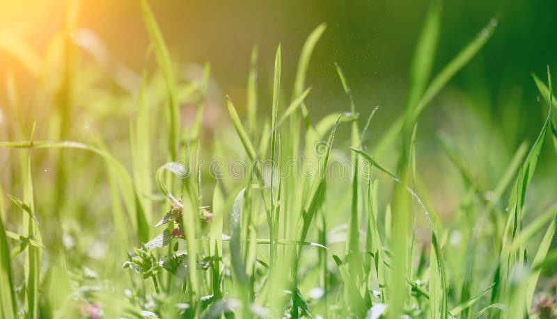 Lawn with Green Lush Grass in the Park on a Spring Day, Sunny Stock ...