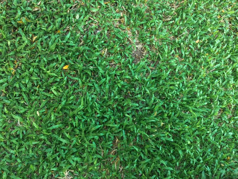 Lawn Has a Green Ground a Little Grass Up Stock Image - Image of ...