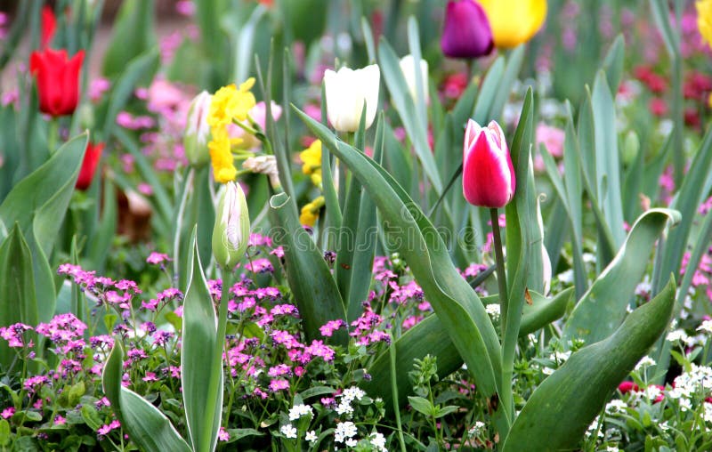 Lawn with a Lot of Beautiful Flowers in the Park Stock Image - Image of ...