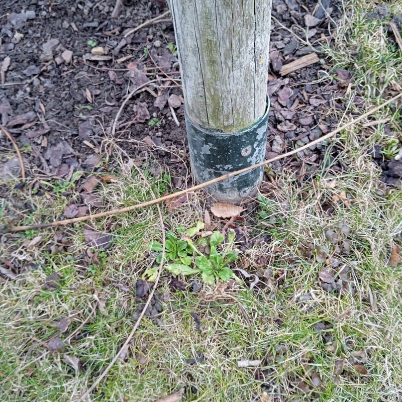 The Lawn Most Basic in Garden Design Stock Photo - Image of landscape ...