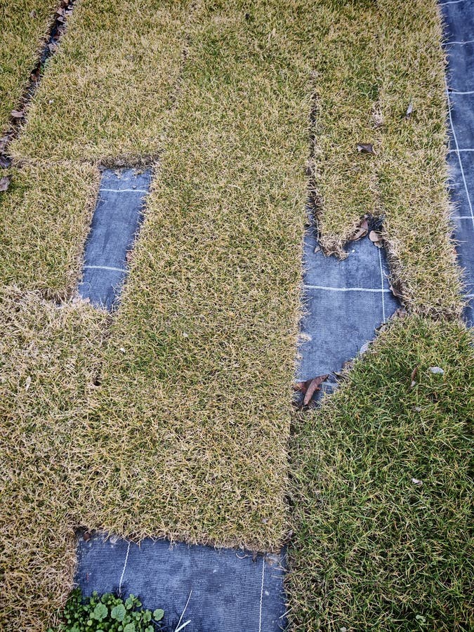 The Lawn Most Basic in Garden Design Stock Photo - Image of live, basic ...