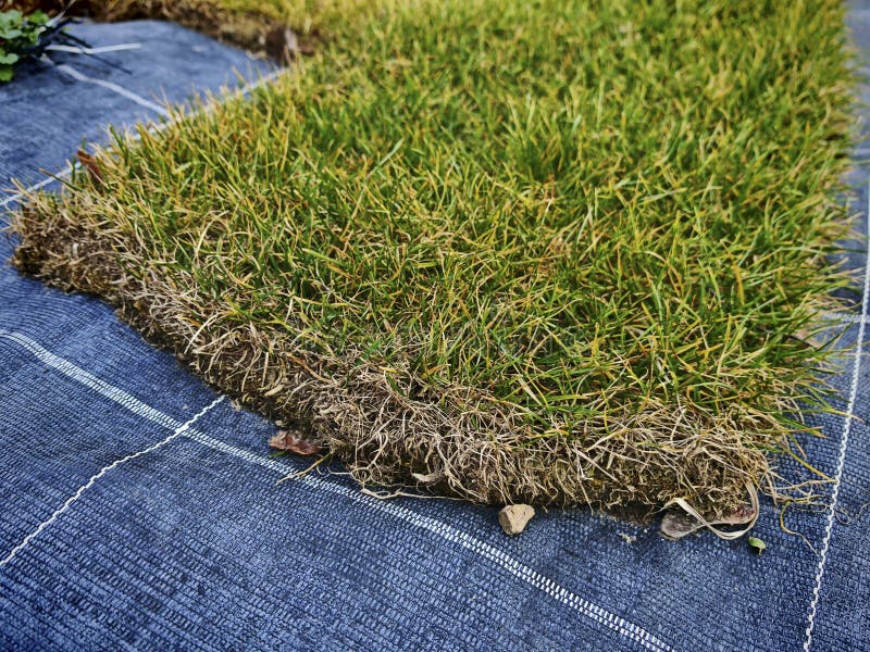 The Lawn Most Basic in Garden Design Stock Image - Image of quarter ...