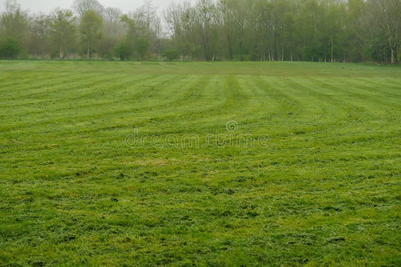 Lawn in a Park with Freshly Cut Grass. Nature Background Stock Image ...