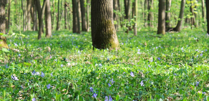 Lawn periwinkle stock image. Image of spring, bloom, herb - 54850357