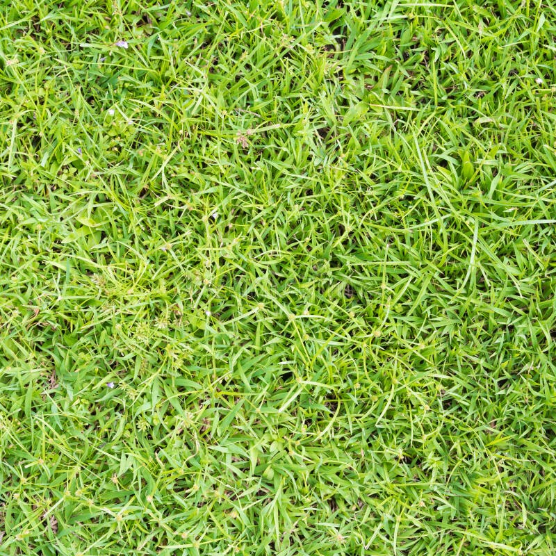 Real grass lawn texture stock image. Image of spring, cutting - 679261