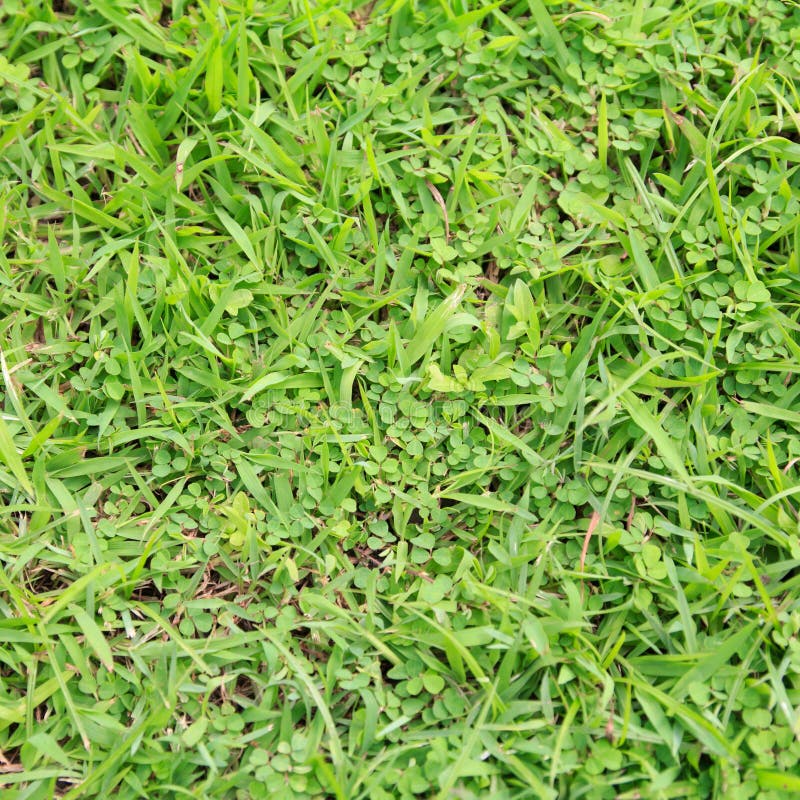 Lawn ( Real grass ) stock photo. Image of scene, garden - 36248052