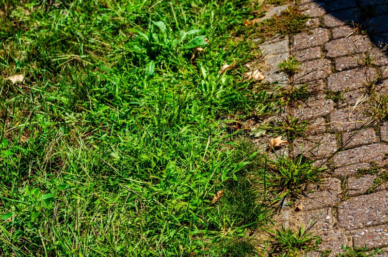 Lawn and Red Brick Driveway Overgrown with Weeds in the Bright Sunlight ...