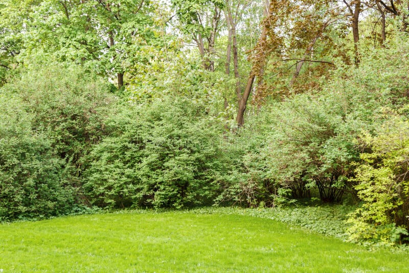 Lawn Shrubs and Trees in Park Stock Image - Image of lush, natural ...