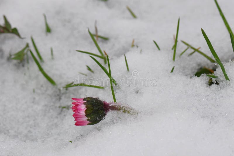 Lawn with snow stock photo. Image of flowers, blossoms - 112500300