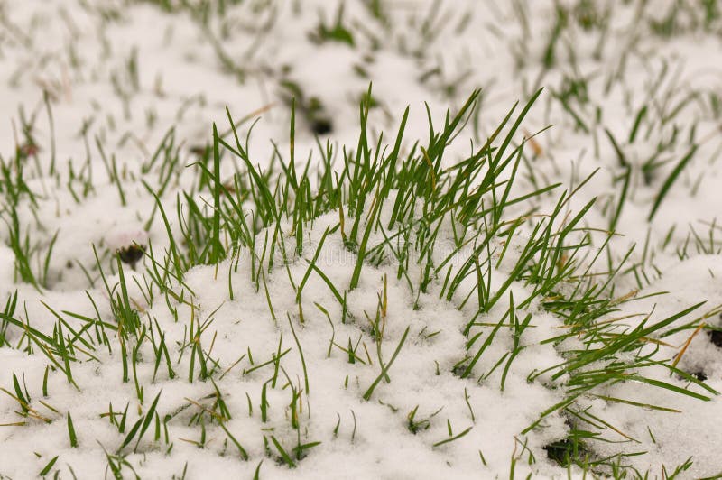 Lawn with snow stock image. Image of blossoms, chamomiles - 112500541