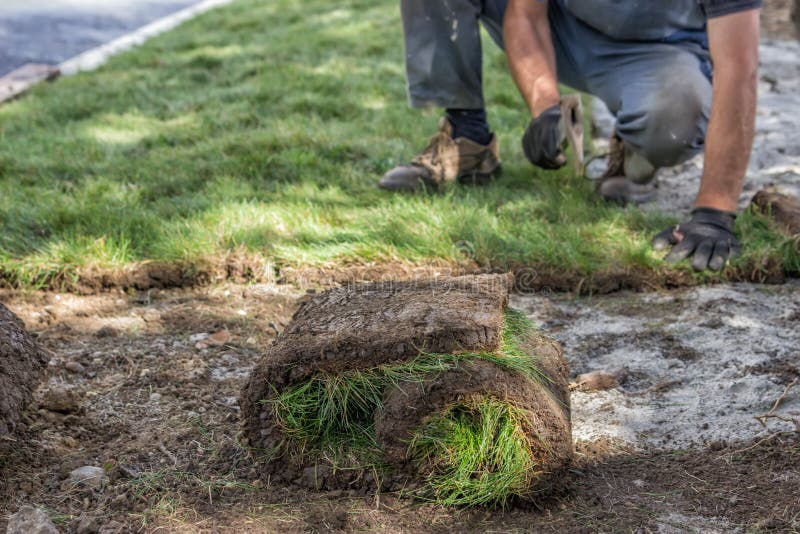 Lawn and Sod Installation 4 Stock Image - Image of foliage, cultivated ...