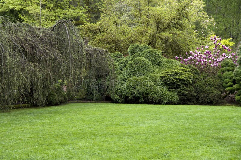 Garden Lawn after Spring Rain Stock Image - Image of plant, rain: 39958923