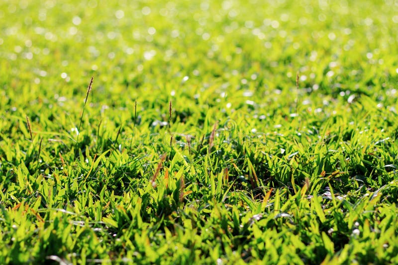 Lawn with sunlight. stock image. Image of natural, field - 119247143