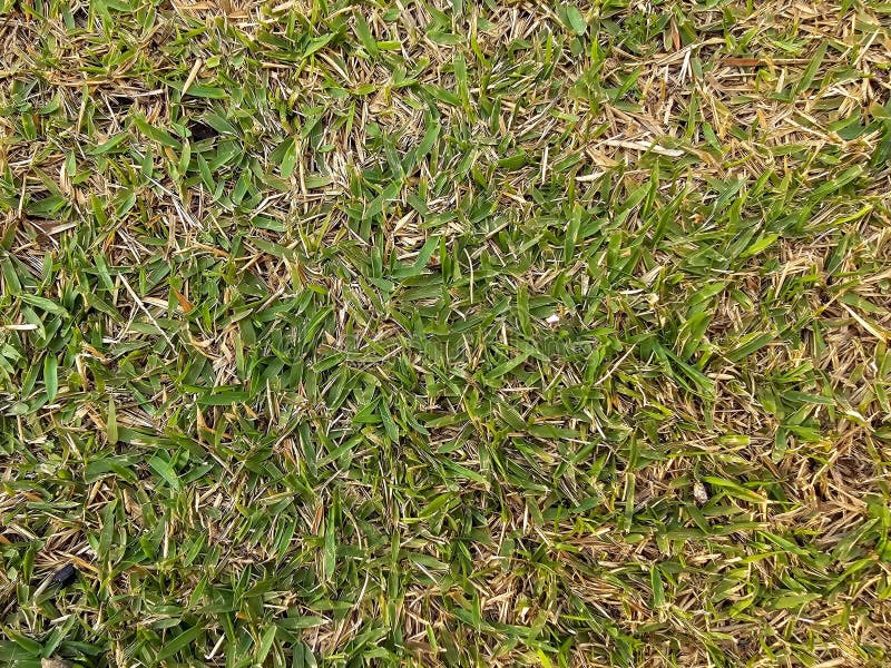 Lawn Texture with Green and Dry Leaves Stock Photo - Image of plant ...