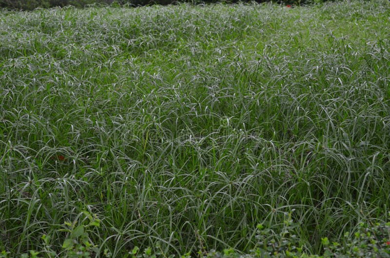 A Lawn Texture, Lawn Mowing in the Garden Stock Photo - Image of field ...