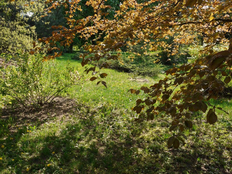 The Lawn between Thick Trees on Which Grows Many Colors of Yellow ...