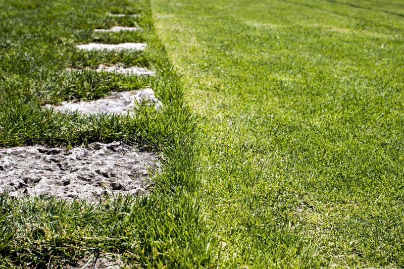 Lawn transition stock photo. Image of nature, transitions - 98659686