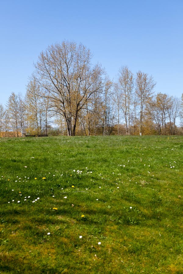 Lawn with Tree Line stock photo. Image of blue, atmospheres - 5764262