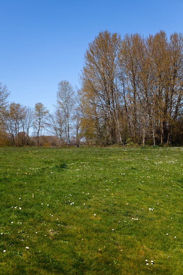 Lawn with Tree Line stock photo. Image of blue, atmospheres - 5764262
