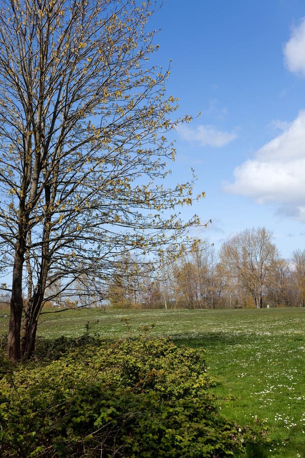 Lawn with Tree Line stock photo. Image of blue, atmospheres - 5764262