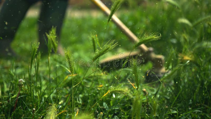 Lawn Trimming with Handheld String Trimmer Grass Cutter and Mower Stock ...