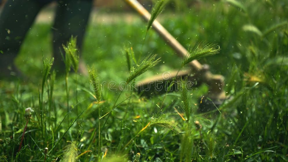 Lawn Trimming with Handheld String Trimmer Grass Cutter and Mower Stock ...