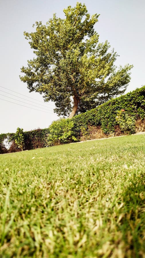 Lawn view stock image. Image of plant, lawn, green, shrub - 233145621
