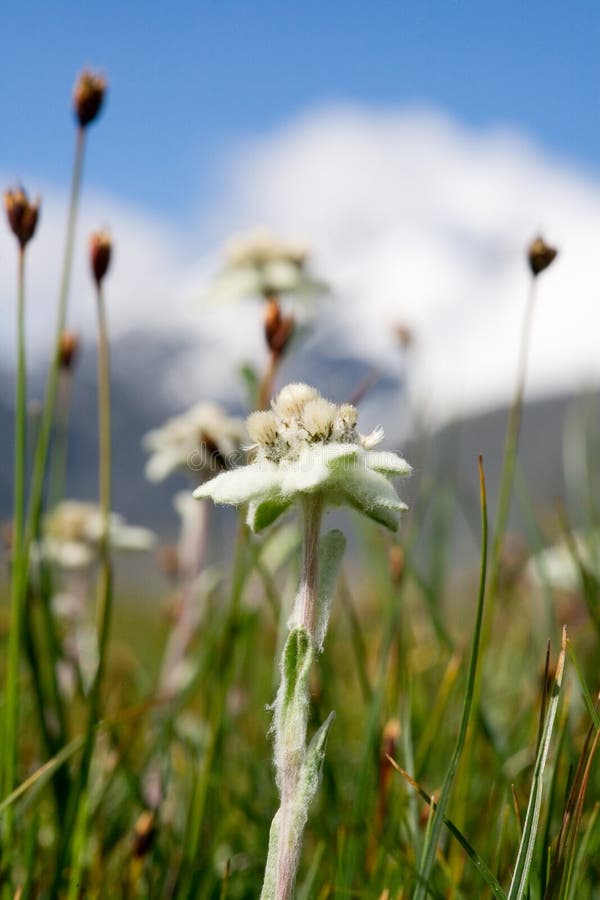 Lawn Which are Growing Edelweiss Stock Image - Image of botanic, alpine ...