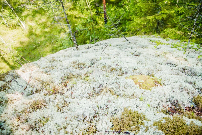 A Lawn of the White Moss in the Forest Stock Photo - Image of landscape ...