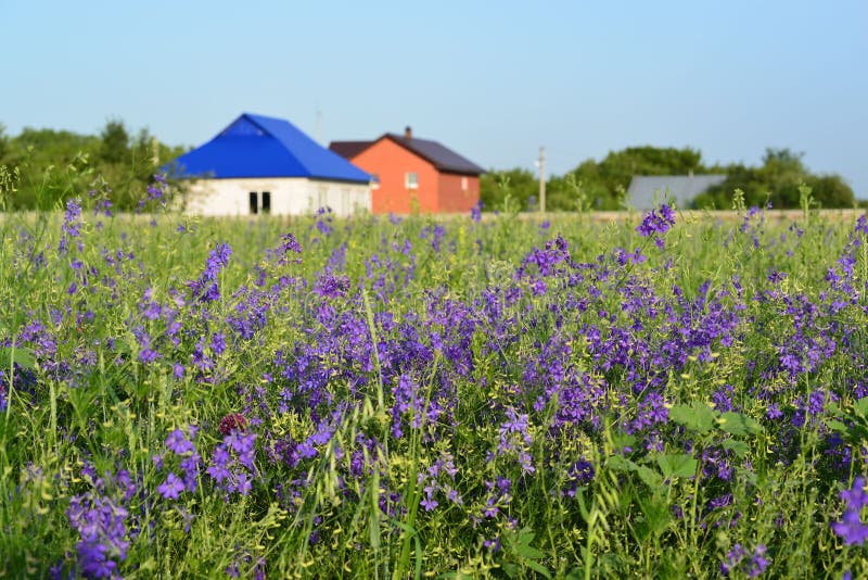 Lawn with Wildflowers in Front Farmhouses Stock Photo - Image of golden ...
