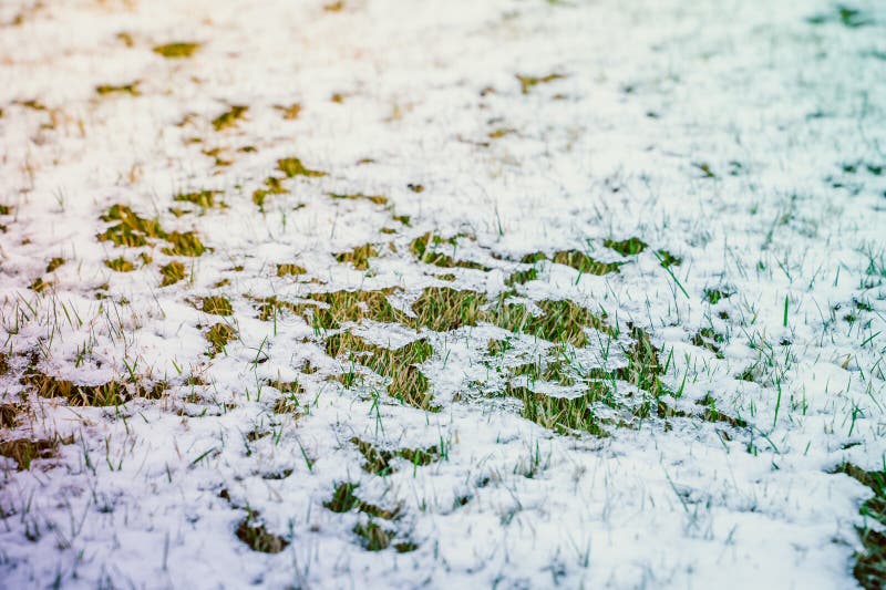 Lawn after Winter Under Melting Snow. Grass Sprouts in the Spring after ...
