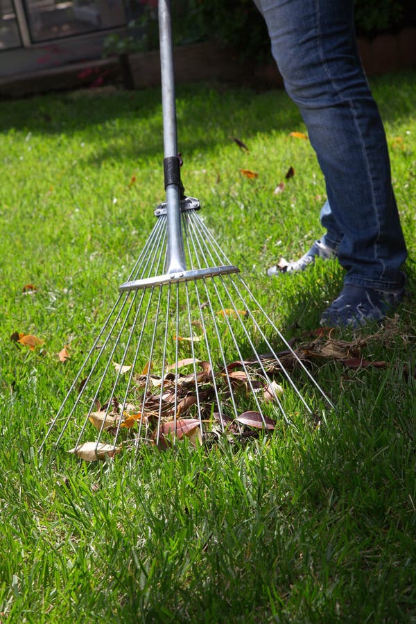 Lawn maintenance stock photo. Image of active, rake, activity - 2274546