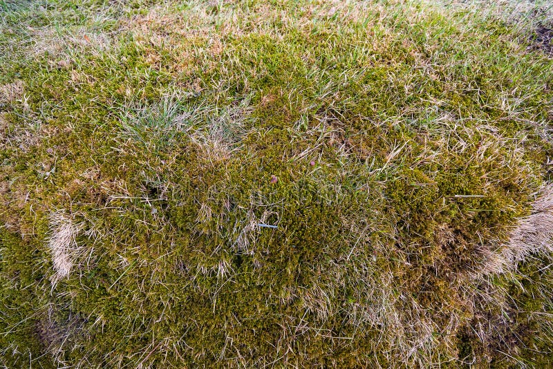 Lawn with Young Grass Grows through the Old Stock Photo - Image of ...