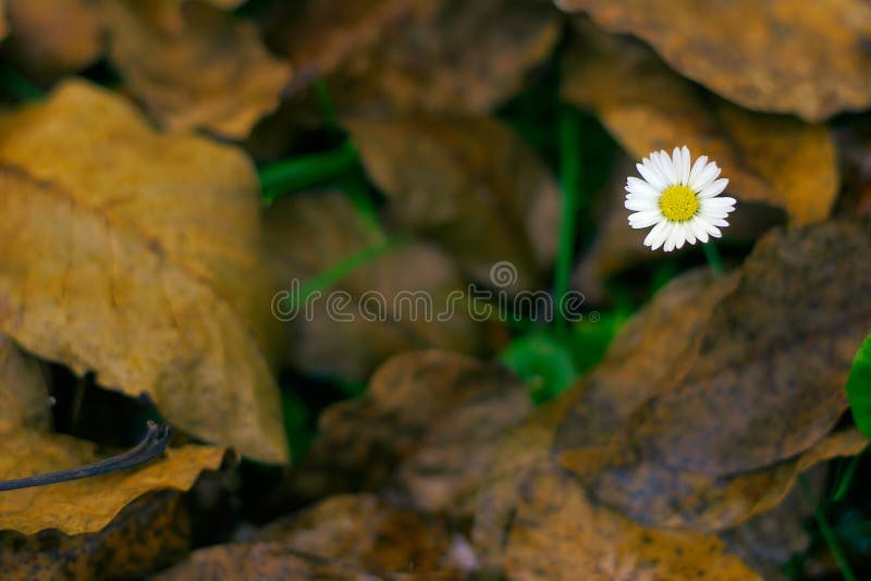 Madeliefje En Dode Bladeren Stock Afbeelding - Image of seizoen ...