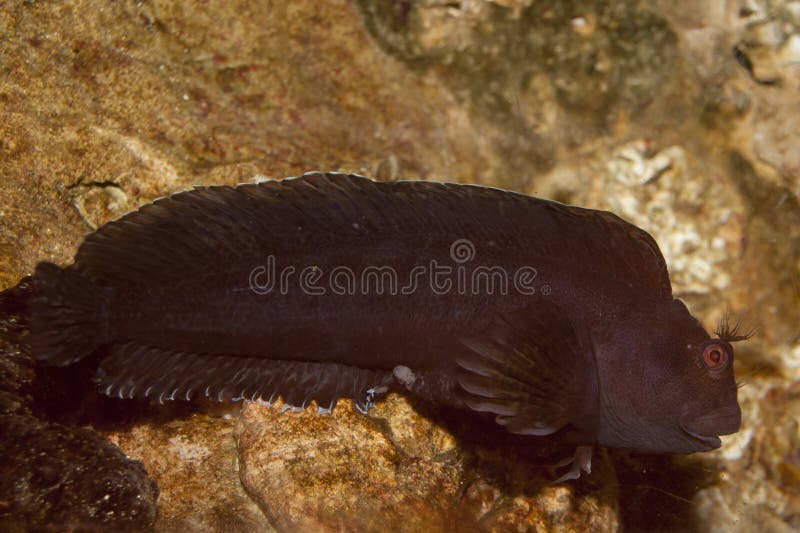 Lawnmower Blennies stock image. Image of salarias, underwater - 18344265