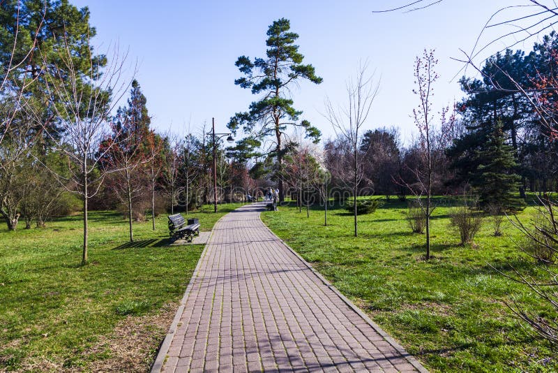 Lawns, Walkway and Flowering Tree in the Park Stock Photo - Image of ...