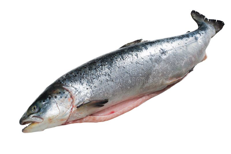 Lax fotografering för bildbyråer. Bild av flank, fena - 23599653