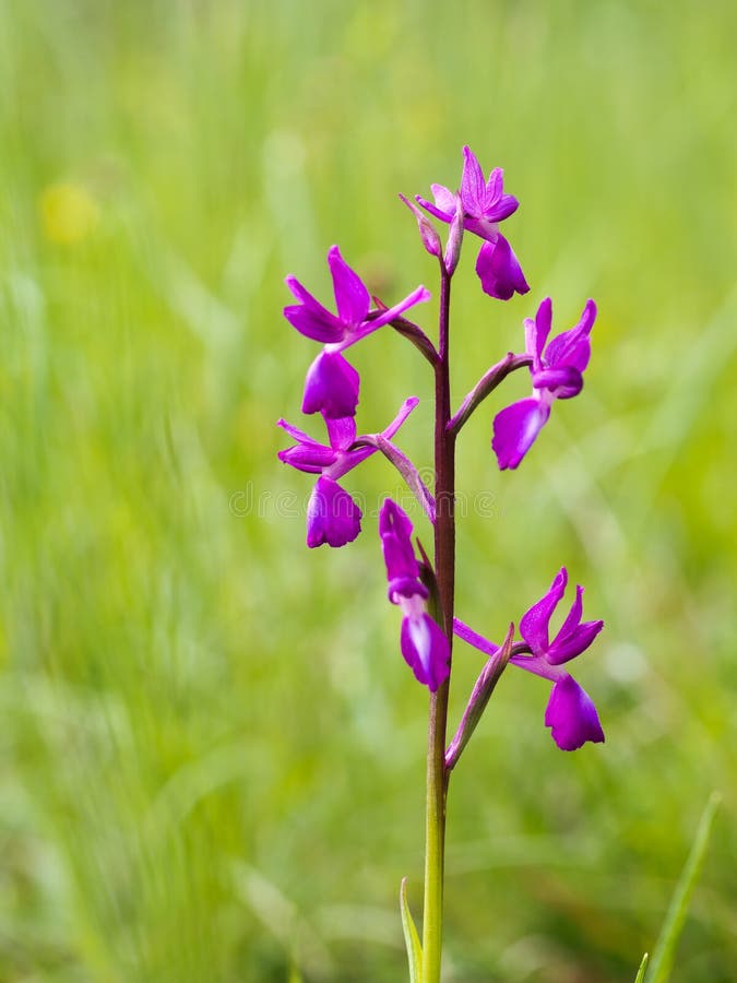 Laxiflora Di Anacamptis, Orchidea Selvatica Viola Fotografia Stock ...